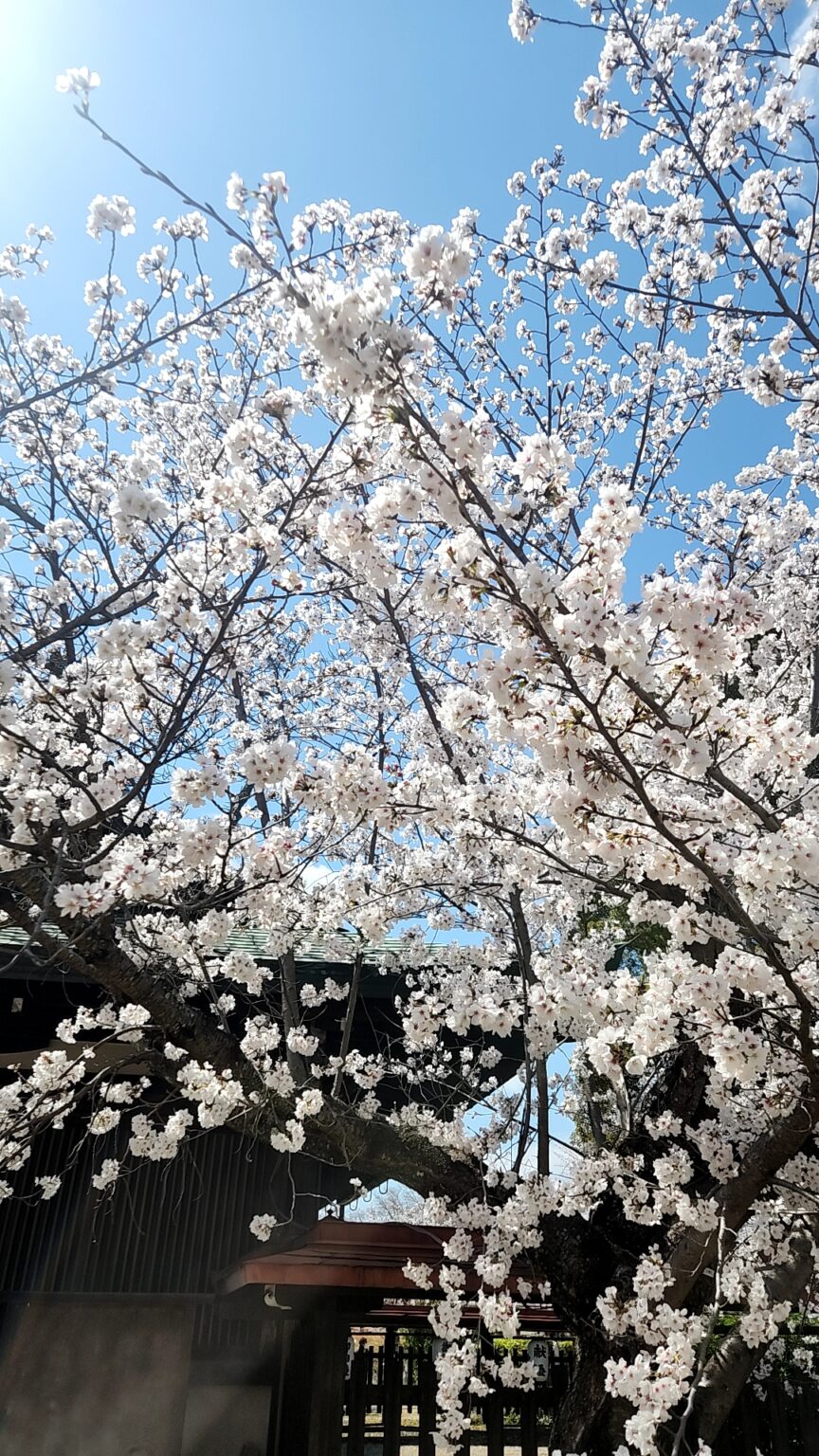 新年度 ｜ STBポスティングサービス